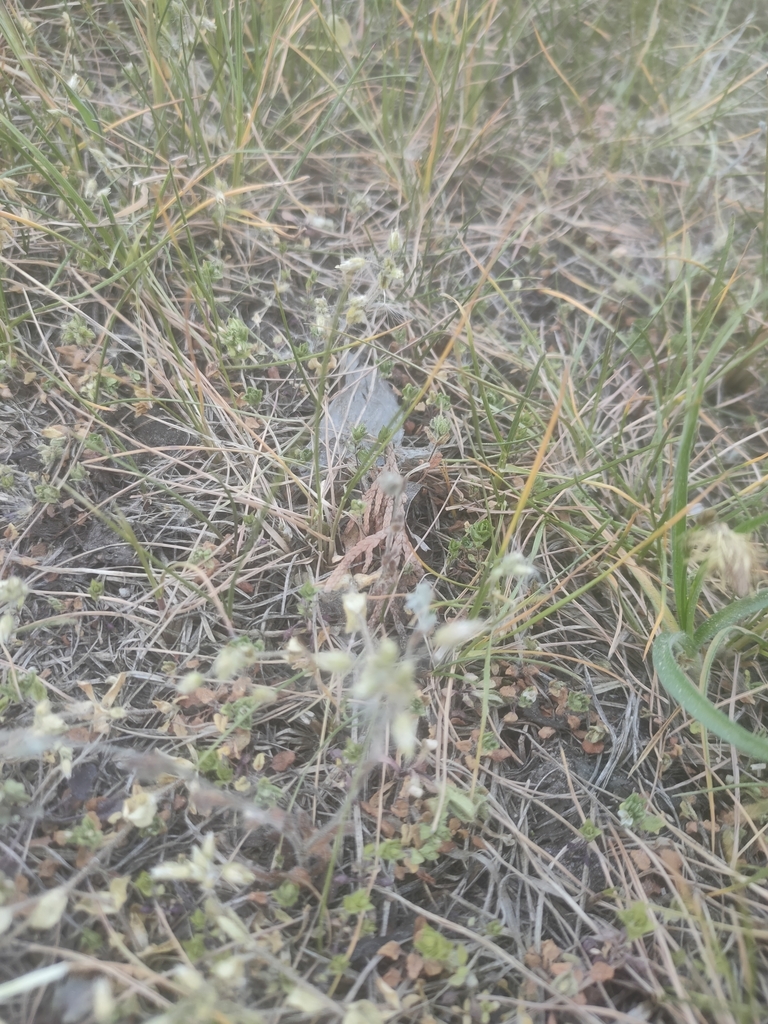 Little Mouse-ear from Центральный район, Минск, Беларусь on May 16 ...