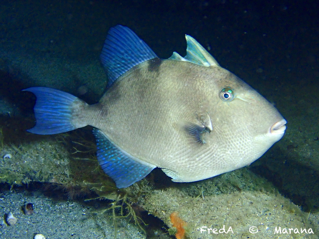 Grey Triggerfish (Saltwater Fish of Mississippi) · iNaturalist