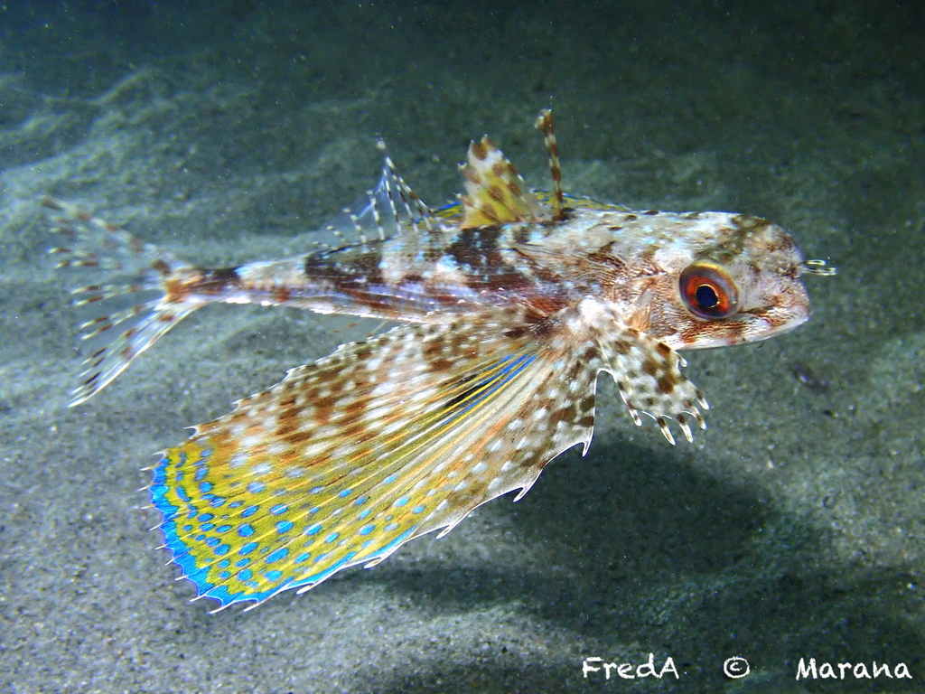 Flying Gurnard (Dactylopterus volitans) - Marine Life Identification