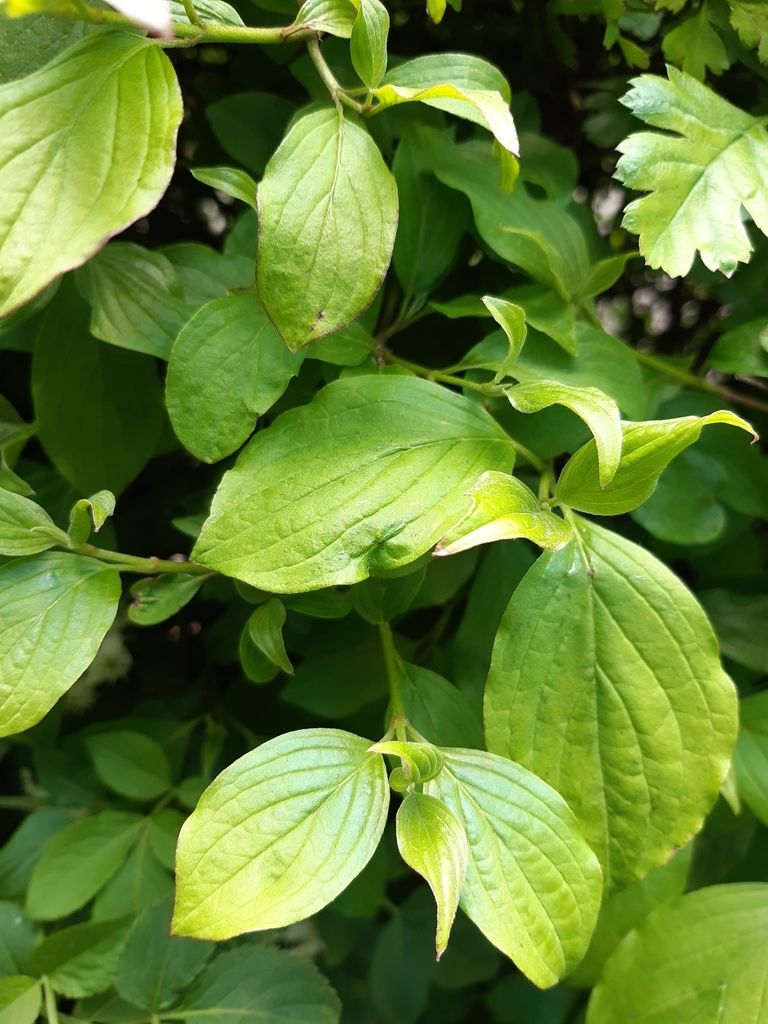 common dogwood from St Peter's Church, Pitton, Salisbury SP5 1DJ, UK on ...