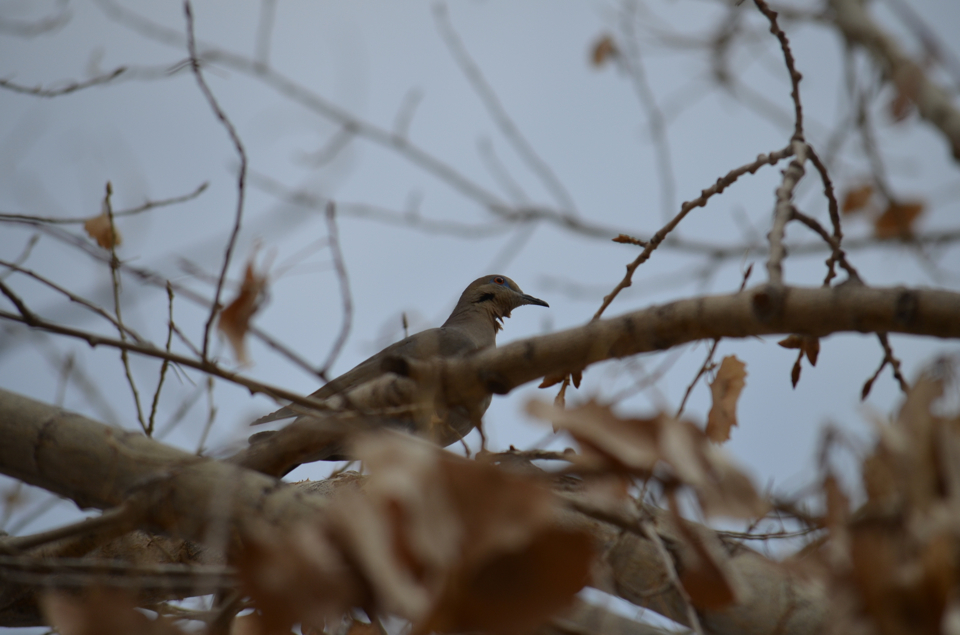 White-winged Dove (Birds of Alabama) · iNaturalist