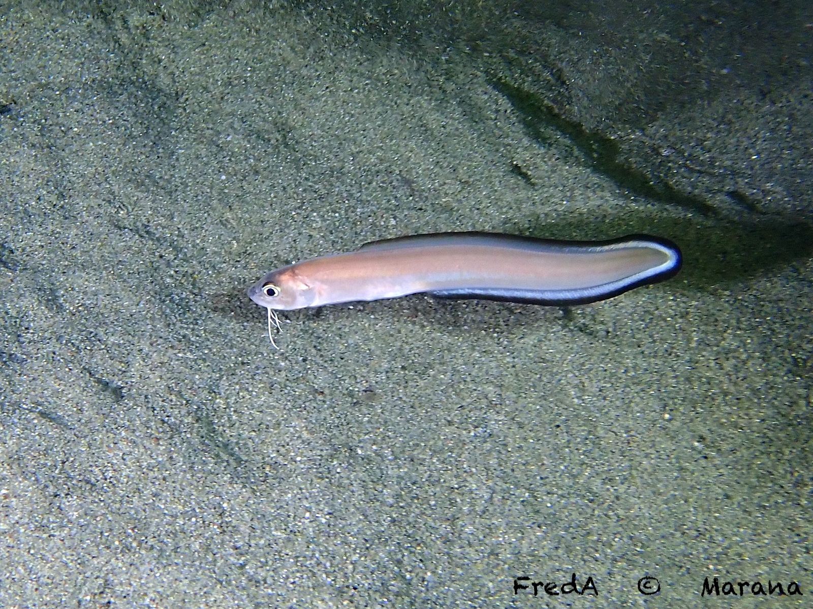 Ophidion rochei Müller, 1845