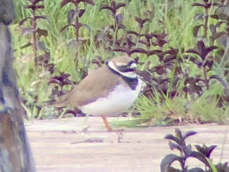 Common Ringed Plover from Dielsdorferstrasse, Neerach, ZH, CH on May 12 ...
