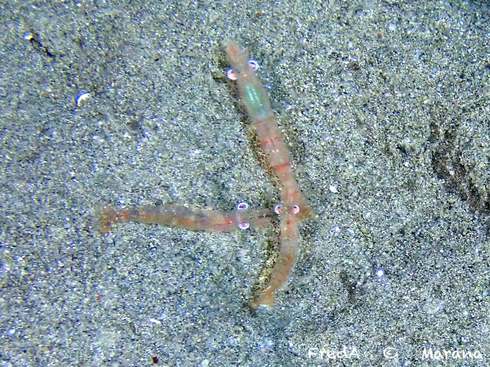 Processa modica Williamson, 1979