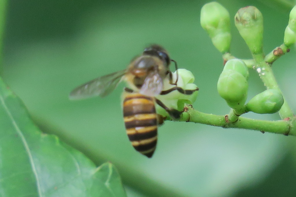 Asian Honey Bee from Bishan, Singapore on November 11, 2018 at 11:07 AM ...