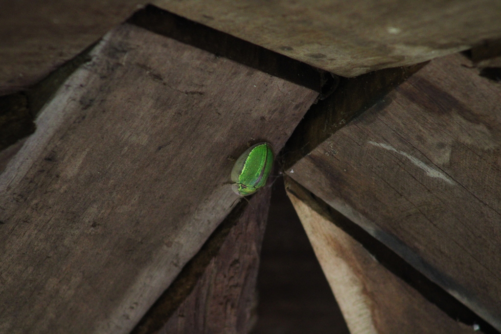 Wild Olive Tortoise Beetle from Santa María Huatulco, Oax., México on ...