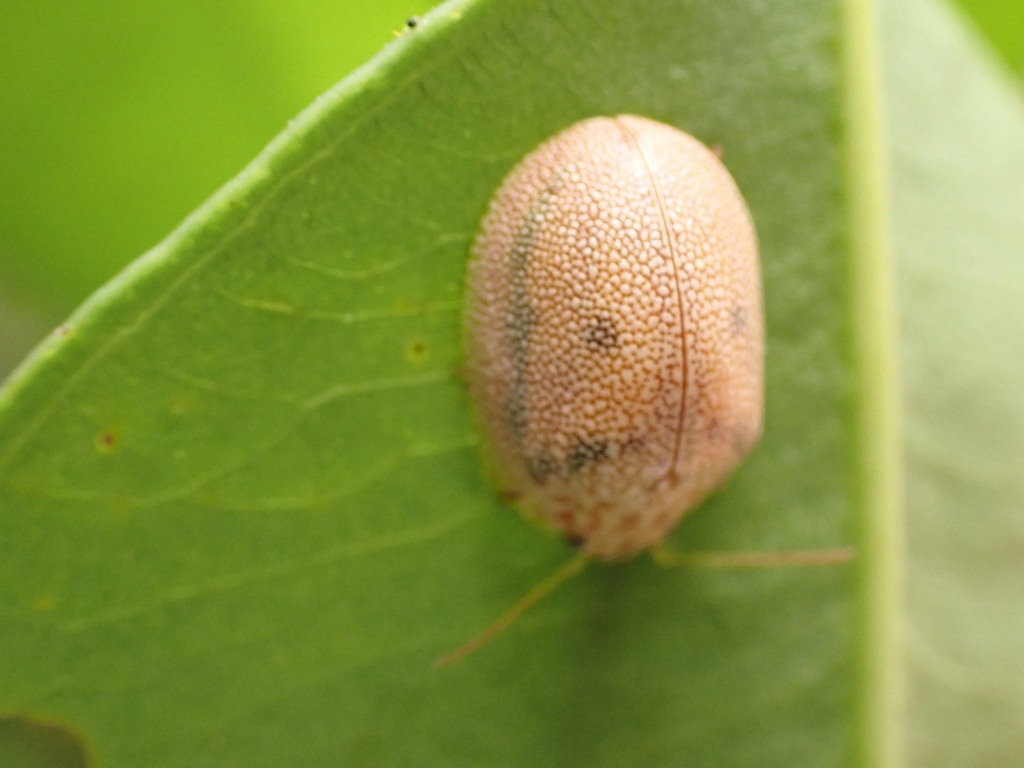 Dotted Paropsine Leaf Beetle from 台灣台北 on May 12, 2023 at 10:08 AM by ...