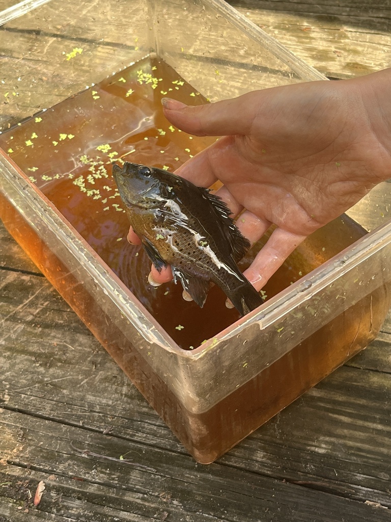 Spotted Sunfish from CR-219, Melrose, FL, US on May 16, 2023 at 09:47 ...