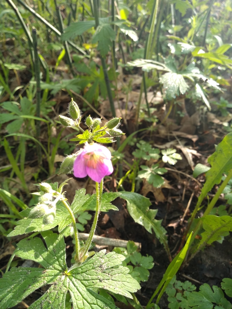 wild geranium from Wheeling Township, MN, USA on May 16, 2023 at 09:03 ...