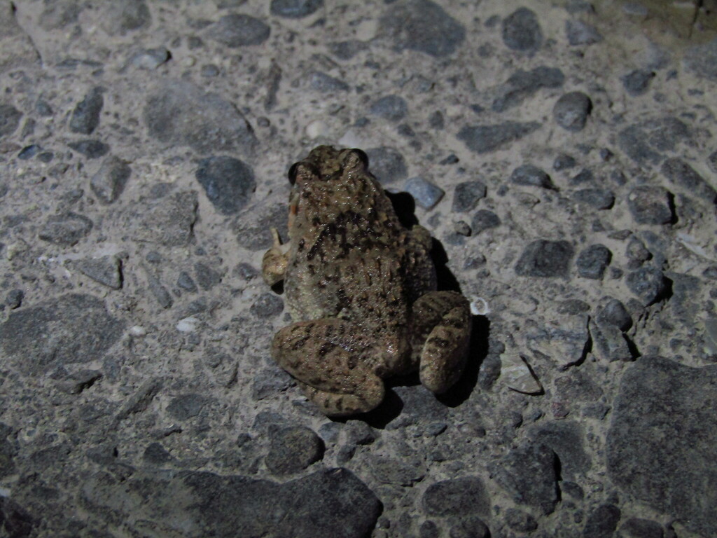 Rice field frog from Noichicho Nishino, Konan, Kochi 781-5232, Japan on ...