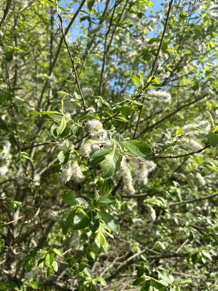 Rusty Willow from Rocky Point State Park, Warwick, RI, US on May 14 ...