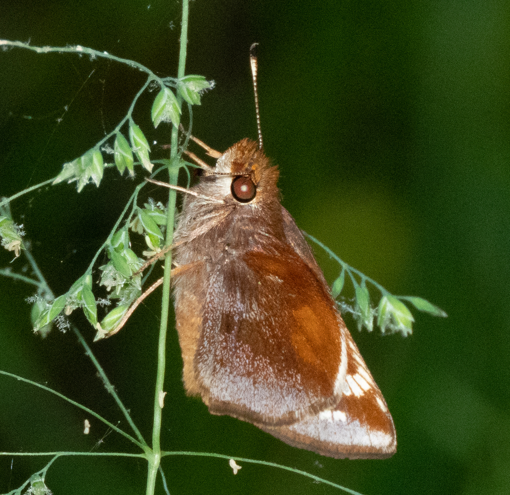 Zabulon Skipper from Rock Creek Stream Valley Park, Rockville, MD, USA ...