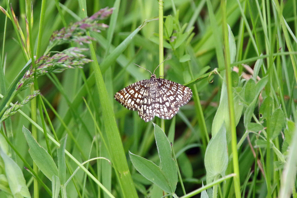 Latticed Heath from Rowley Regis, UK on May 14, 2023 at 11:57 AM by ...