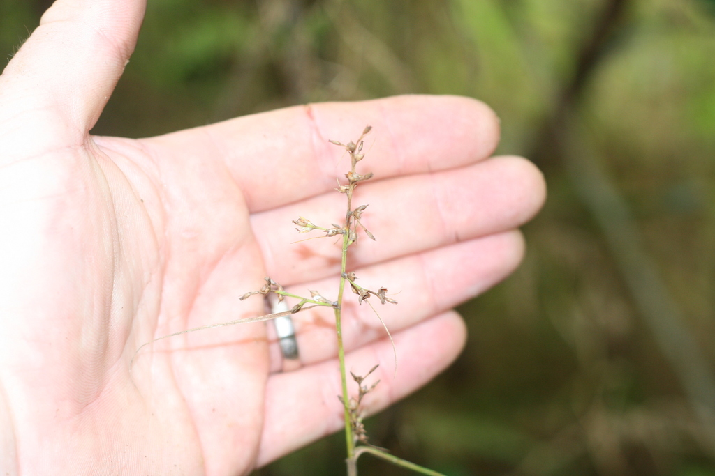 Scleria boivinii from Bo, SL-SO, SL on May 15, 2023 at 11:43 AM by Luc ...