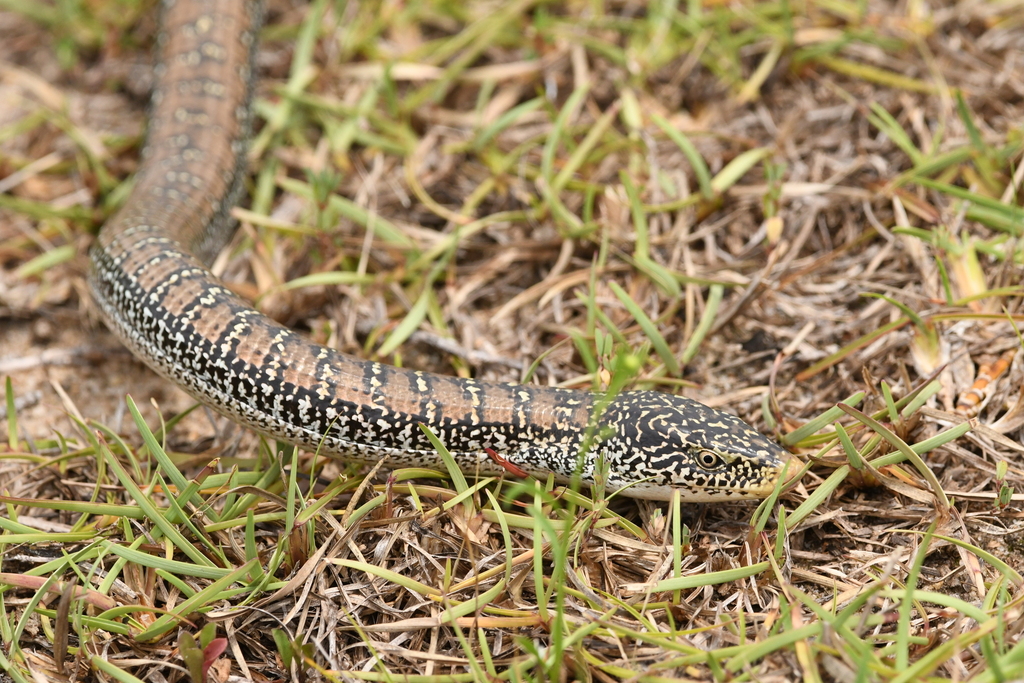 Eastern Slender Glass Lizard from Liberty County, FL, USA on May 11 ...