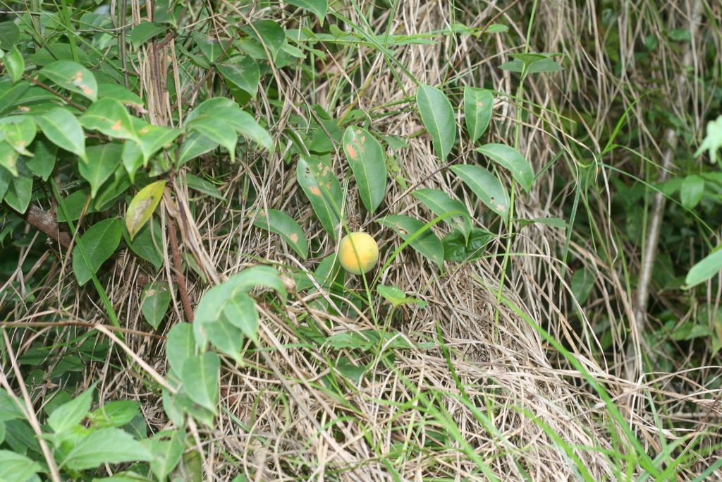 Lemon Rope from Bo, SL-SO, SL on May 15, 2023 at 12:20 PM by Luc ...