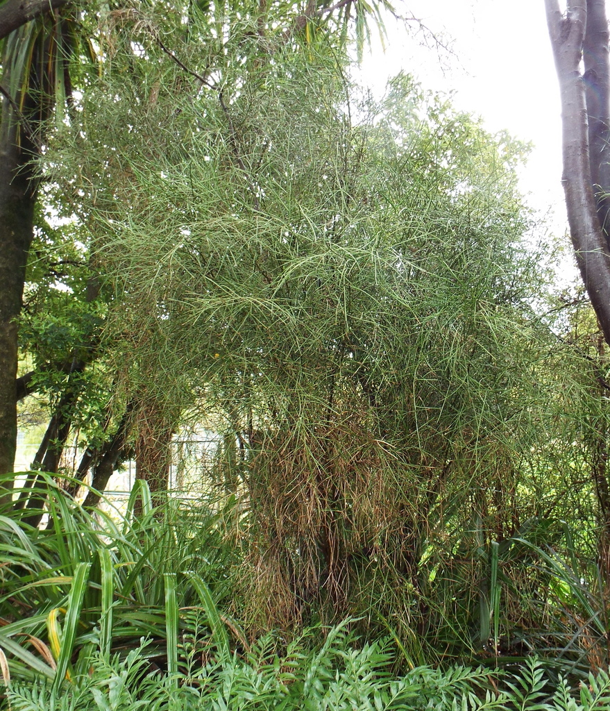 New Zealand common broom from invercargill Centre, New Zealand on ...