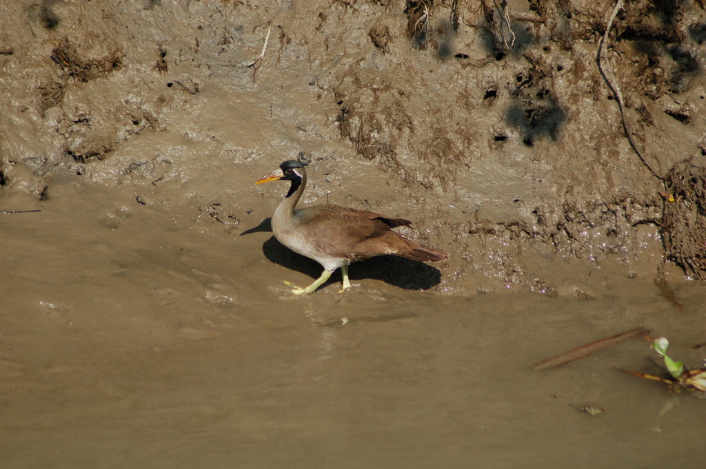 Masked Finfoot in December 2009 by Royle Safaris · iNaturalist