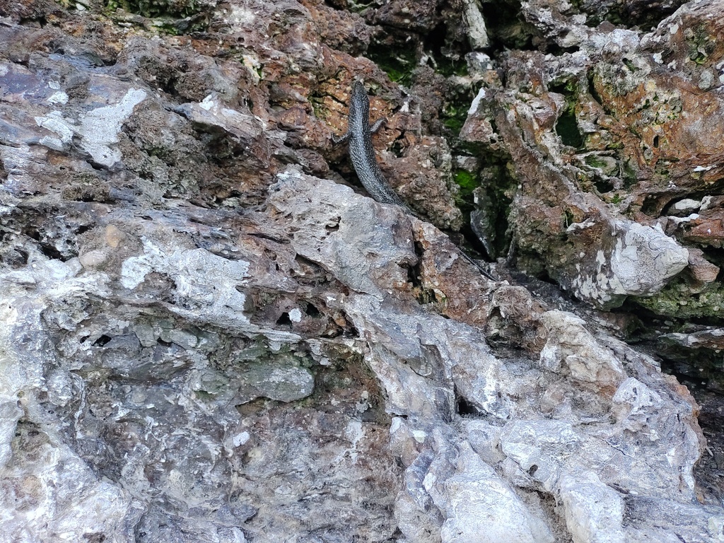 Dotted Galliwasp from Isla de Malpelo, Colombia on April 25, 2023 at 05 ...