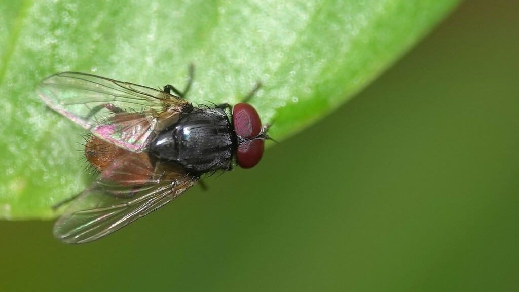 Common House Fly from Thakur Village Road West, Evershine Phase 3 ...