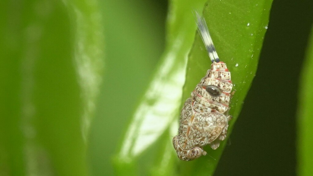 Issid Planthoppers from Thakur Village Road West, Evershine Phase 3 ...