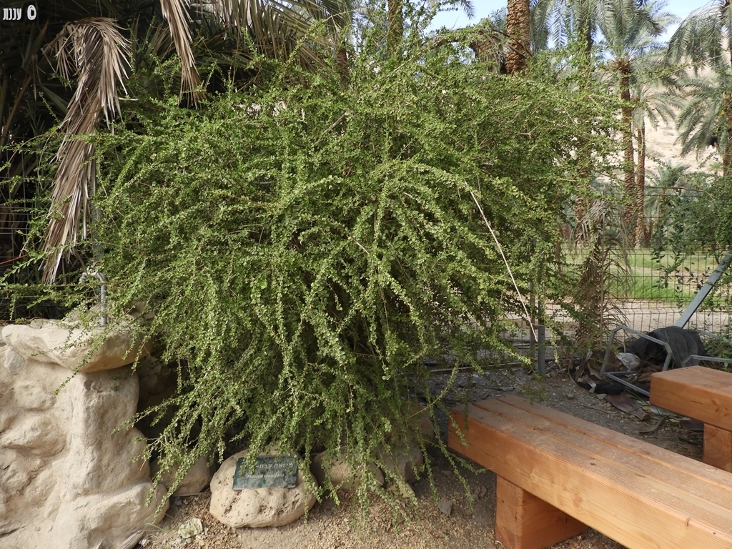 Maerua crassifolia Forssk.