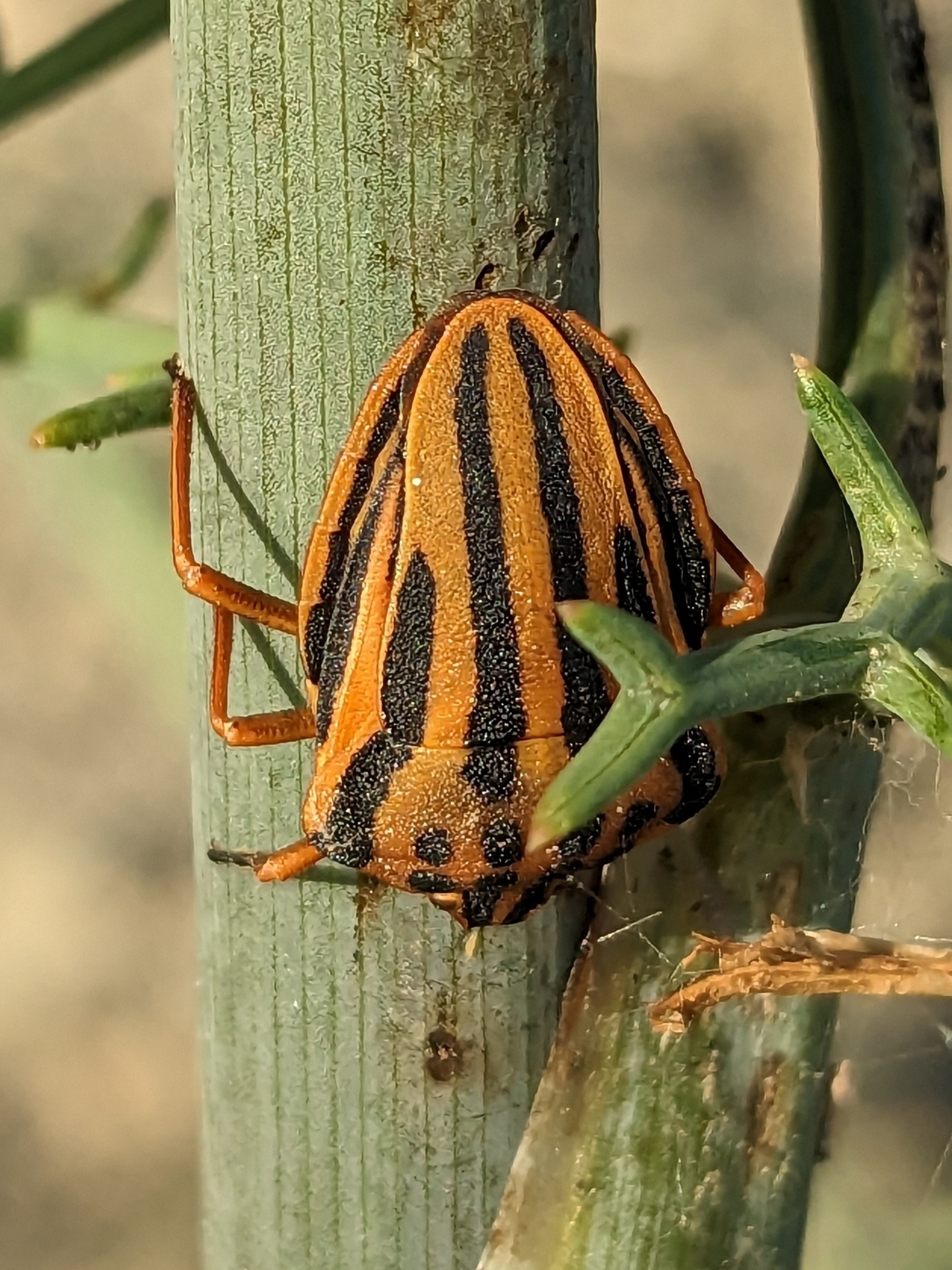 Graphosoma semipunctatum (Fabricius, 1775)