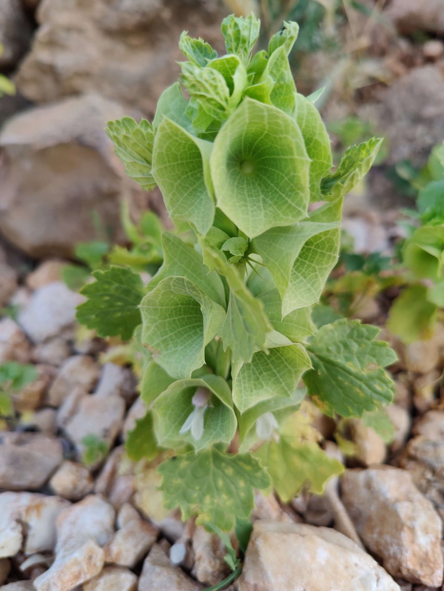 Moluccella laevis L.
