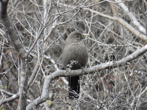 Plain Laughingthrush (Pterorhinus davidi) · iNaturalist