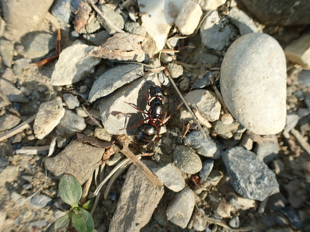 Ants from Kananaskis, AB T0L, Canada on May 15, 2023 at 06:29 PM by ...