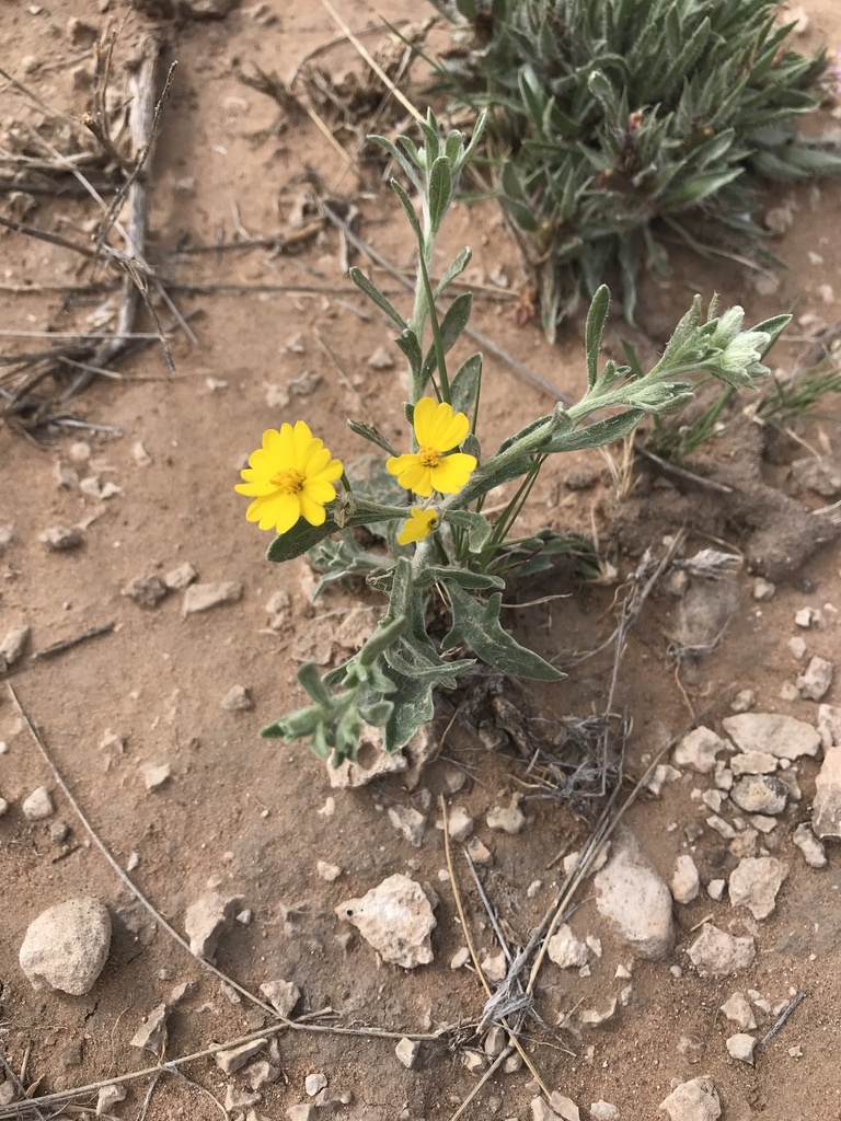 woolly paperflower from W Carlsbad Hwy, Hobbs, NM, US on May 16, 2023 ...
