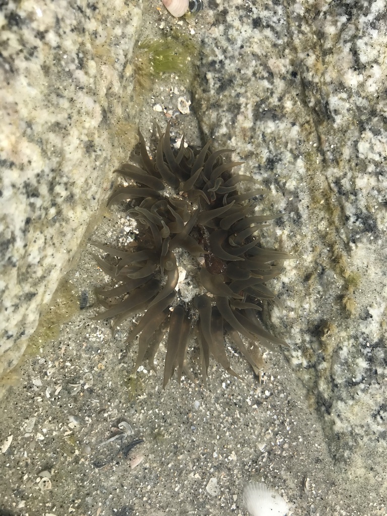 Warty Sea Anemone from Pawleys Island, SC, USA on May 16, 2023 at 11:03 ...