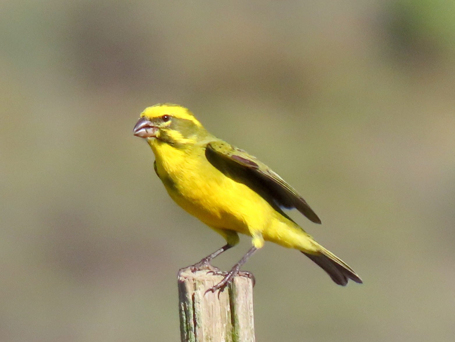 Crithagra flaviventris (J.F.Gmelin, 1789)