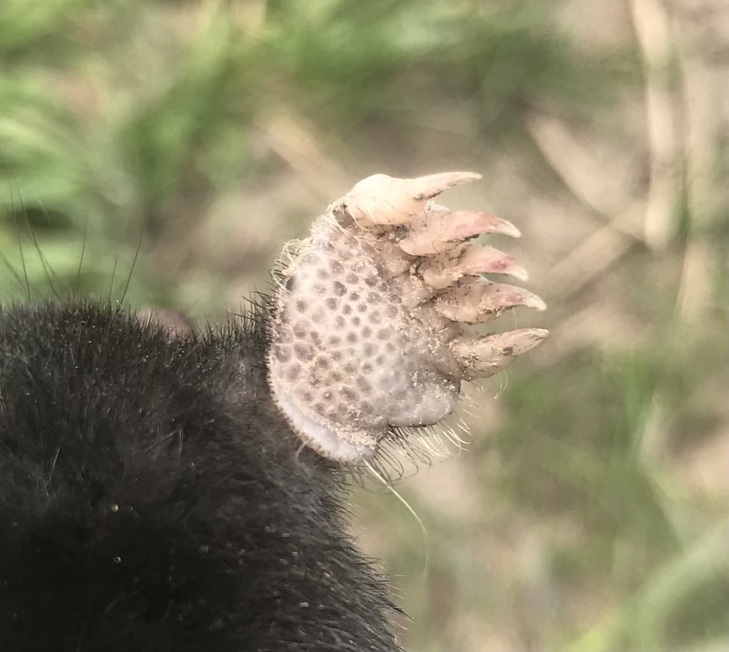 Condylura cristata (Linnaeus, 1758)