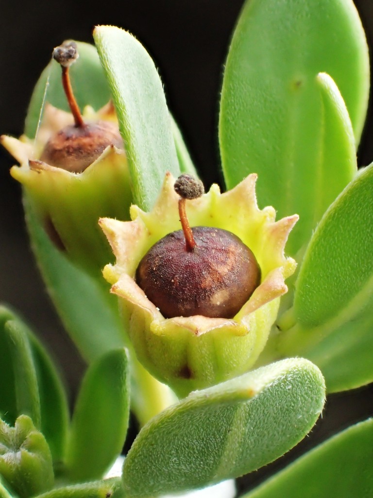 bantigue (Pemphis acidula) - Botanical Realm