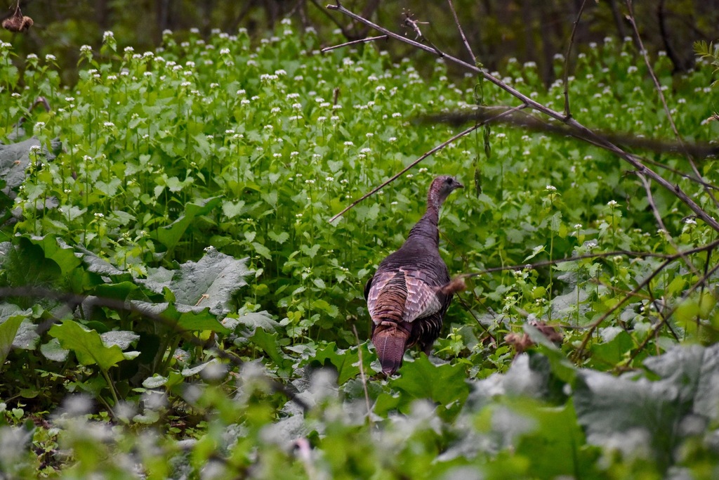 Wild Turkey from Rosemère, QC, Canada on May 16, 2023 at 09:01 AM by ...