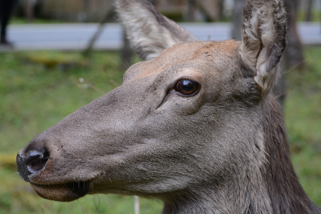 MacNeill's Wapiti (Cervus canadensis macneilli) - Know Your Mammals