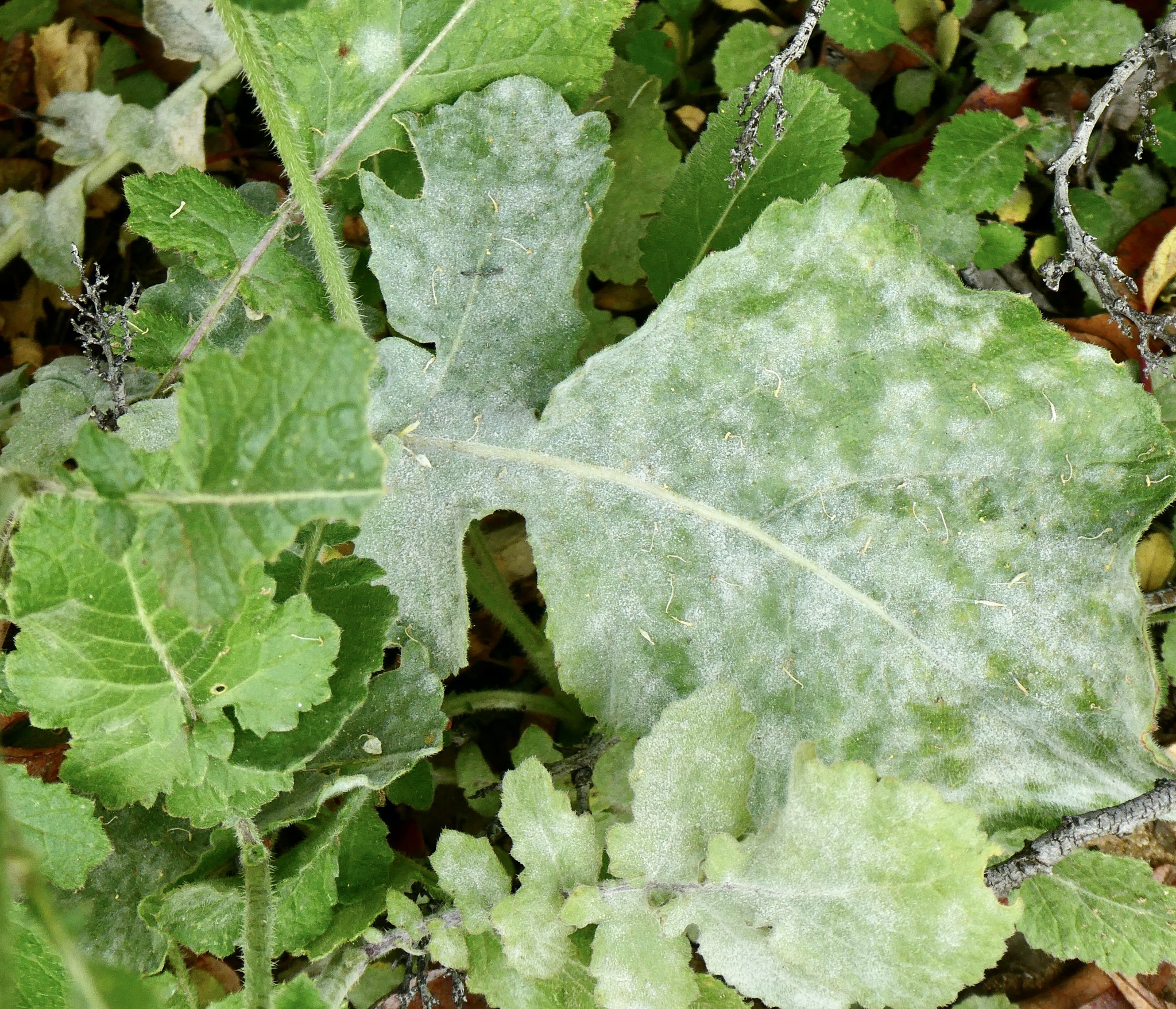 Erysiphe cruciferarum Opiz ex L.Junell