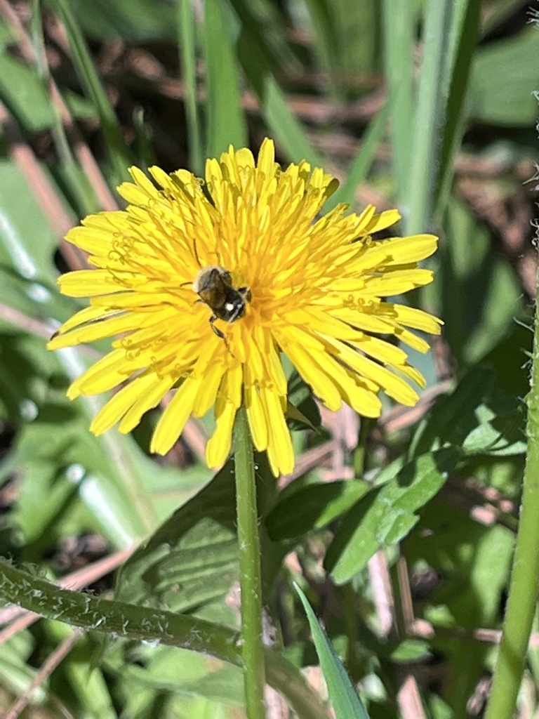 Bees from El Dorado Fwy, Pollock Pines, CA, US on May 16, 2023 at 10:12 ...