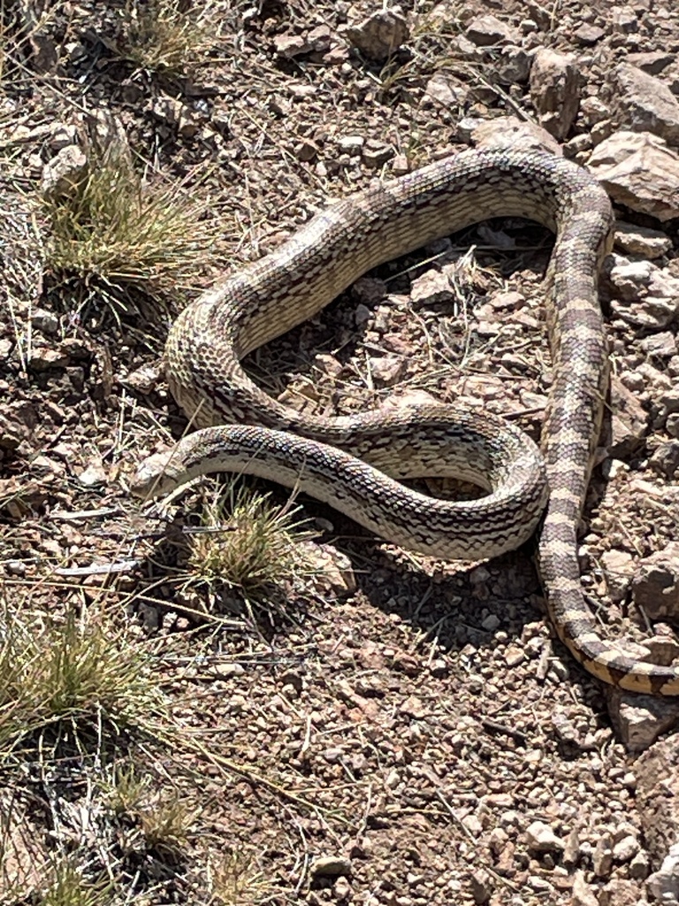 Sonoran Gopher Snake from Pima County, AZ, USA on May 16, 2023 at 09:13 ...