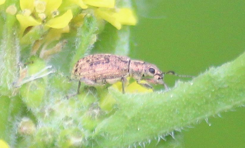 Polydrusus cervinus from Brierley Hill, UK on May 16, 2023 at 01:56 PM ...