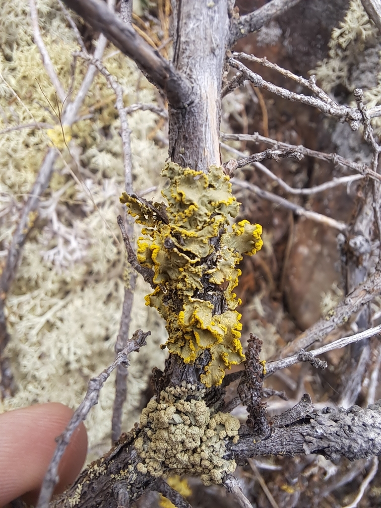 Powdered Sunshine Lichen from Town Of Thessalon, ON, Canada on May 16 ...