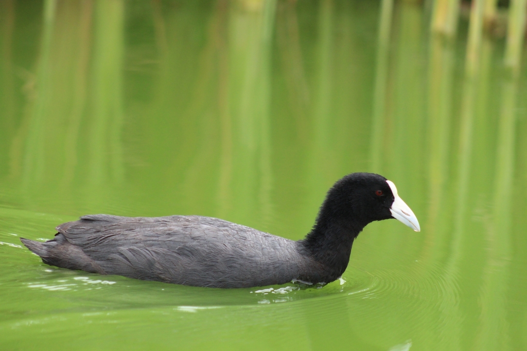 Slate-colored Coot from Pantanos de Villa on May 13, 2023 at 10:06 AM ...
