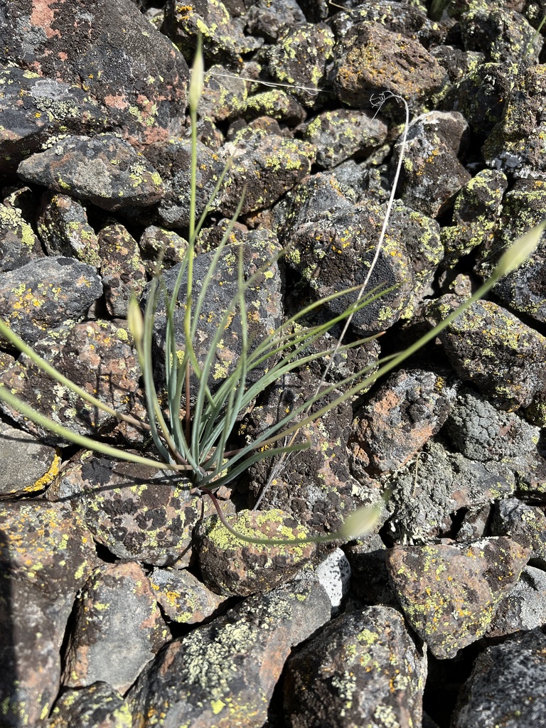 Hooker's onion from Kittitas County, WA, USA on May 06, 2023 at 01:01 ...
