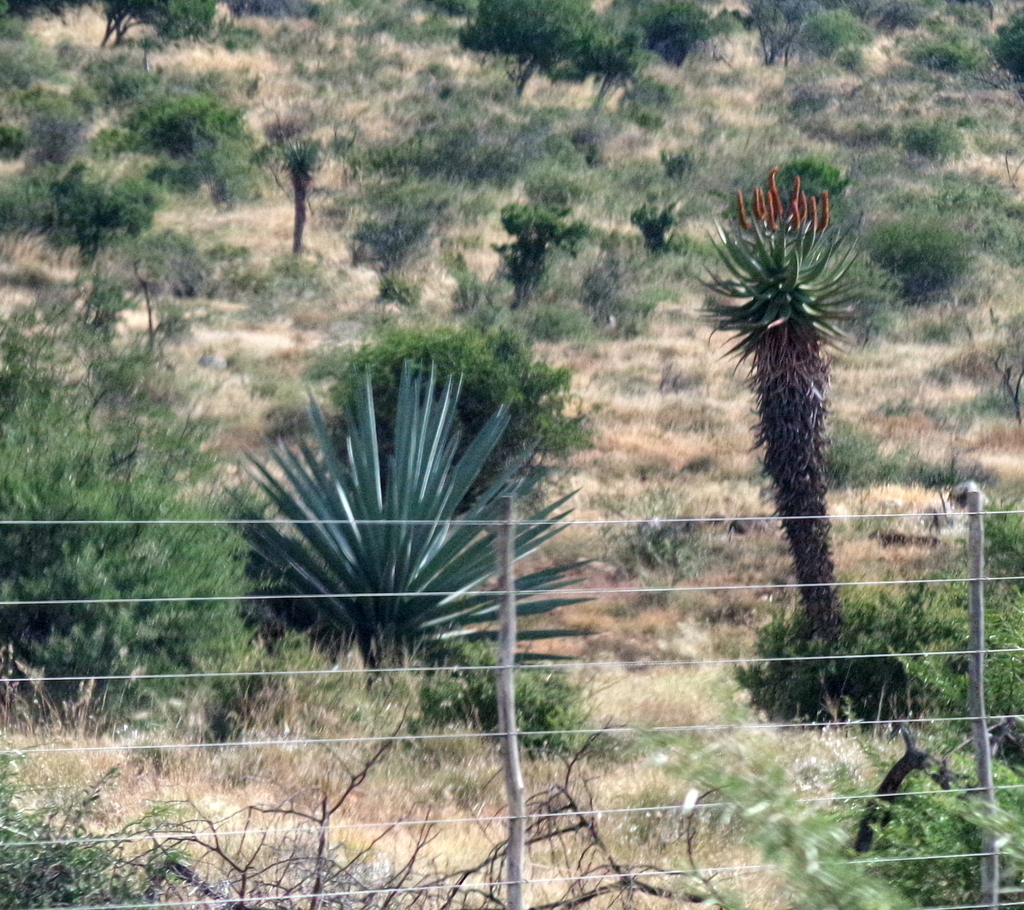 century plants from Bedford to Cradock on the R63 and N10, Eastern Cape ...
