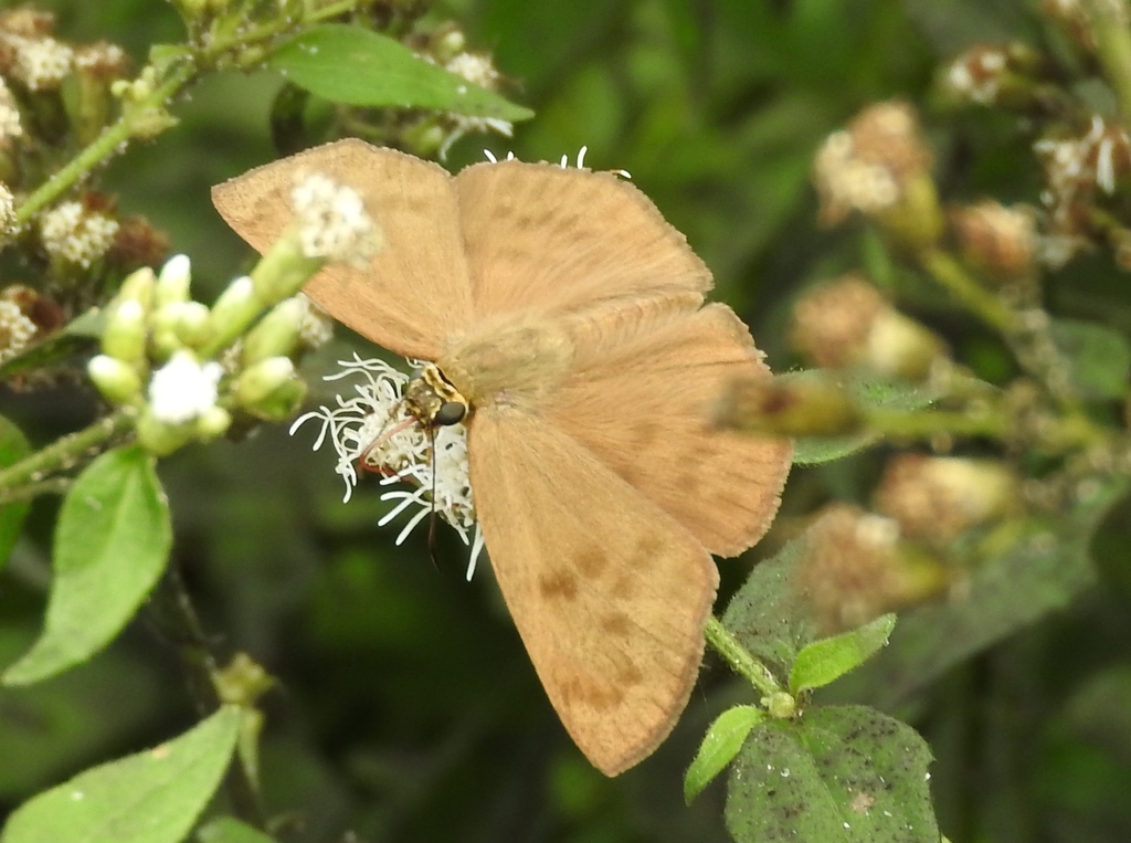 Saltarina ermitaña (Insectos de Veracruz. Part 2B Lepidoptera ...