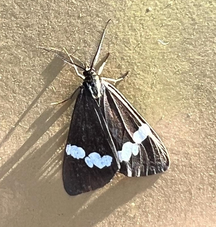 Magpie Moth Hybrid from Ardmore Airport (AMZ) on May 16, 2023 at 07:32 ...