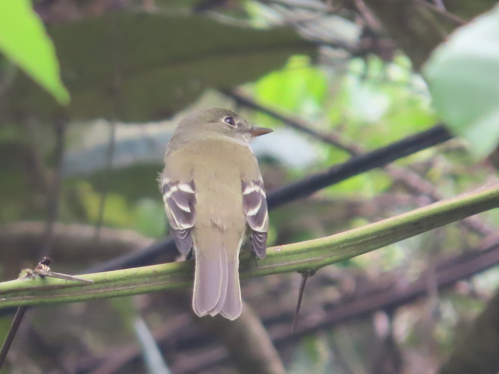 Least Flycatcher from Chiriquí Grande, Panamá on May 13, 2023 at 01:00 ...
