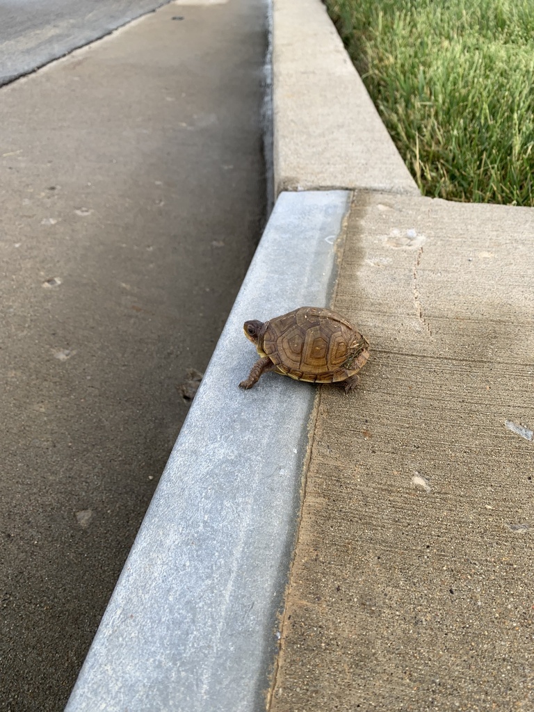 Three-toed Box Turtle in May 2023 by Caleb Knerr · iNaturalist