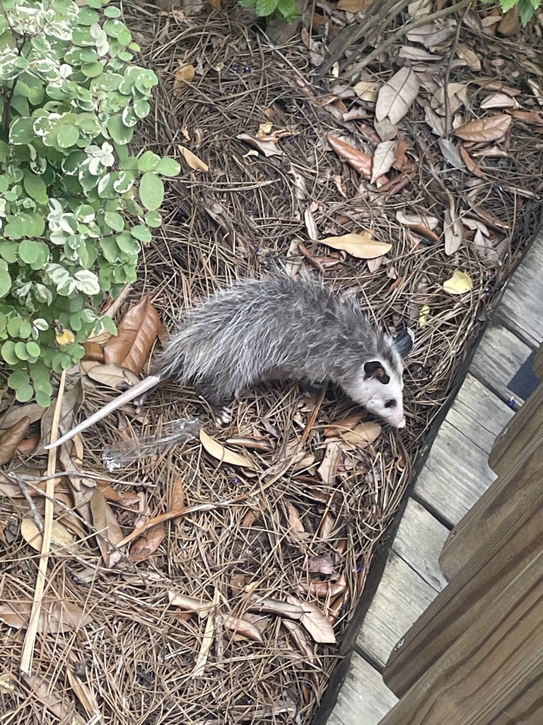 Virginia Opossum from The Florida Aquarium, Tampa, FL, US on April 30 ...